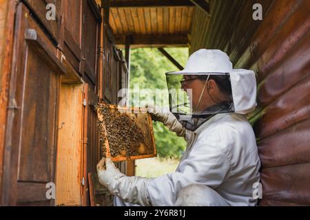 Beekeeper doing a hive inspection, carefully taking hive frames and checking bees and honeycomb ...