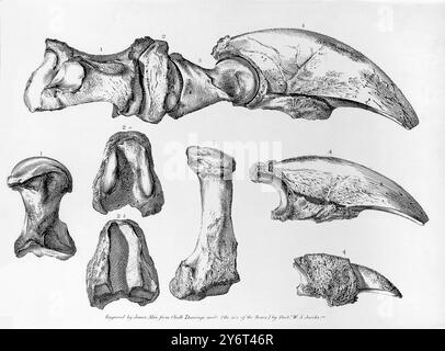 Ground Sloth Bones, Megalonyx jeffersonii Stock Photo - Alamy