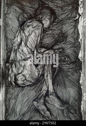 Tollund Man. Mummified body of Tollund Man, a bog body" dated 220-40 BC ...