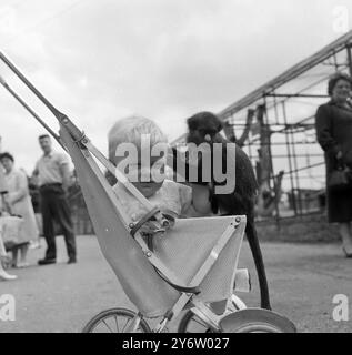 NIGEL SAYERS WITH MONKEY AT CHESSINGTON ZOO / 10 AUGUST 1961 Stock ...