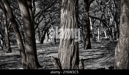 Acacia, teak forest near Dopi Pan in Hwange National Park, Zimbabwe ...