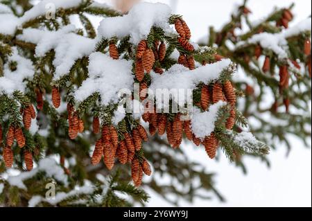 Pine cones covered with snow. Close-up. Selective focus Stock Photo - Alamy