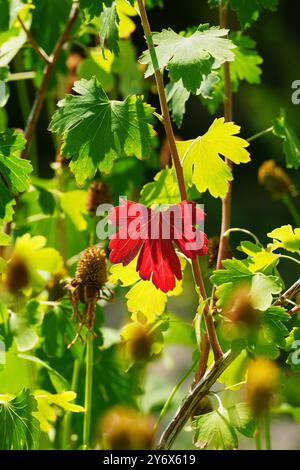 Close up of golden currant (ribes aureum) flowers in bloom Stock Photo ...