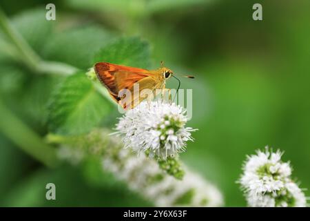 Woodland skipper visiting spearmint - side view Stock Photo - Alamy