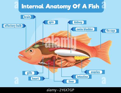 Detailed diagram of fish internal organs Stock Vector Image & Art - Alamy