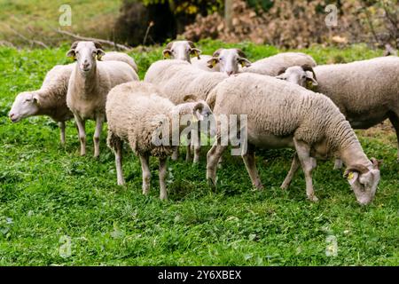 Aranese sheep, Bausen, Aran valley, catalunya, cordillera de los ...