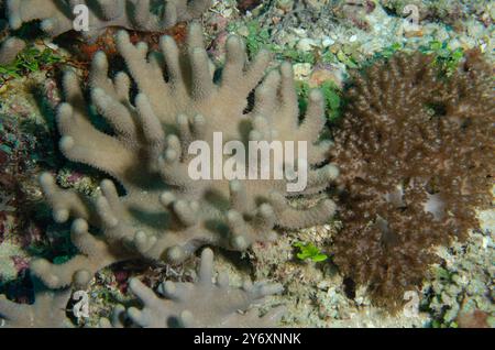 Devil's hand corals or devil's hand leather, Lobophyton sp ...
