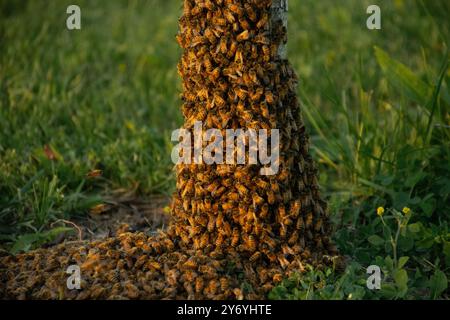 A Swarm of Honey Bees Gathers on the Small Tree and Grass Stock Photo ...