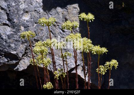 Yellow flowers of the lithophyte plant Sedum acre Stock Photo - Alamy