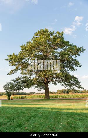 large oak tree in open field in sunset with sun behind it. light mist ...