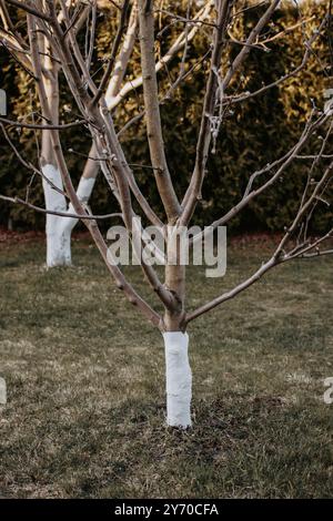Whitewashed fruit tree trunks in the garden at spring Stock Photo - Alamy