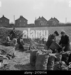 Bagging potatoes from clamp 3 April 1947 Stock Photo - Alamy