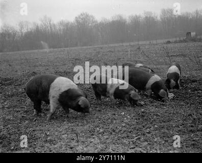 Pigs 1941 Stock Photo - Alamy