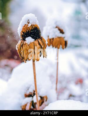 A dried Echinacea flower in winter time on blurred background. Close-up ...