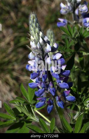 Lupinus nootkatensis. Lupin flowers Stock Photo - Alamy
