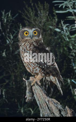 Southern Boobook - Ninox boobook small owl from Australia in the night ...