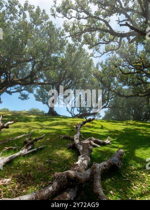 In the laurel forest Laurisilva, also known as the fairy garden on ...
