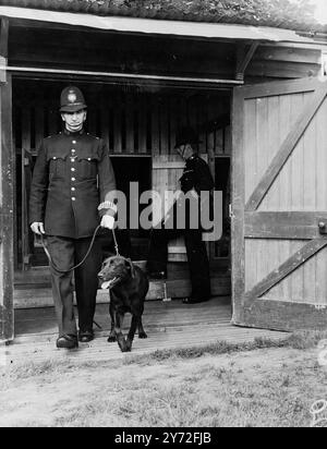 First Metropolitan Police-Dogs Stock Photo - Alamy