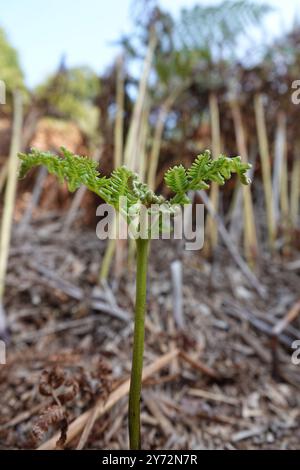 Native perennial Bracken fern (Pteridium esculentum) with long hanging ...
