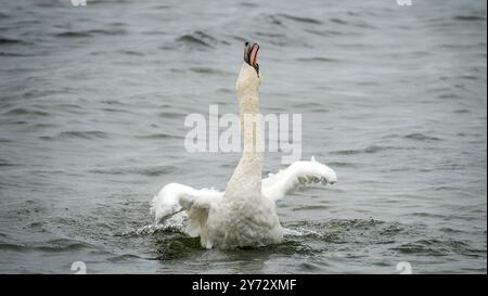 a swan spreads his wings, stretches his neck and splashes Stock Photo ...