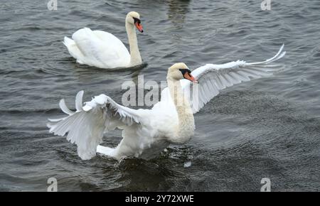 a swan spreads his wings, stretches his neck and splashes Stock Photo ...