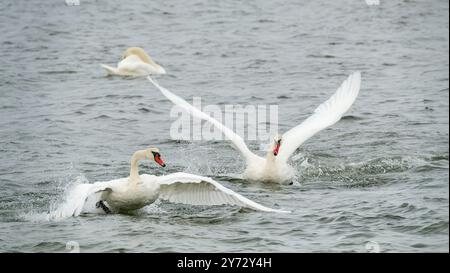Two swans are struggling and fighting at the water with spreaded wings ...