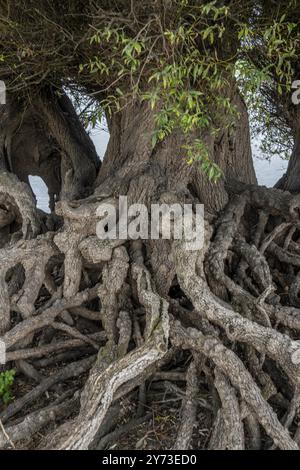 Rhine bank near Duisburg-Baerl, old silver willow, exposed roots, North ...