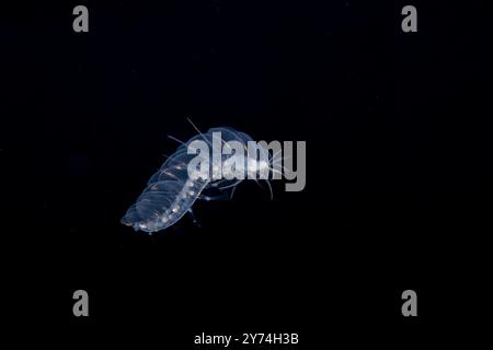 The larval stage of a polynoidae scale worm. Photographed at night on a ...