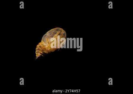 The megalopa larval stage of a crab with claws, legs and tail ...