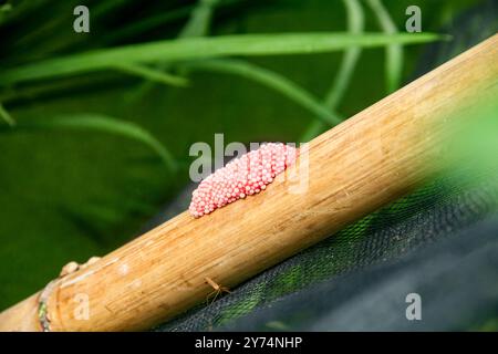 Rice snail eggs are pink in color around rice fields Stock Photo - Alamy