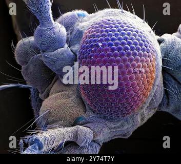 Scanning electron micrograph (SEM) of Northern house mosquito (Culex ...
