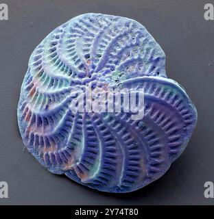 Foraminiferan, coloured scanning electron micrograph (SEM ...