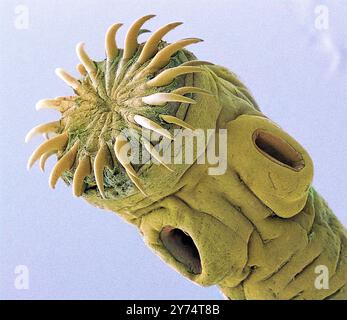 Tapeworm. Coloured scanning electron micrograph (SEM) of the head of a ...