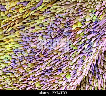 Moth wing scales, light micrograph. Layers of wing scales from moths ...
