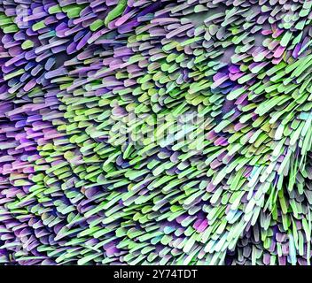 Insect wing, light micrograph Stock Photo - Alamy