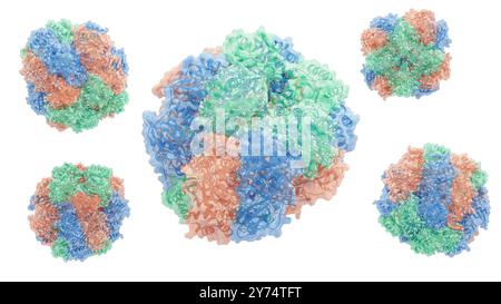 Illustration of the ribulose-1,5-bisphosphate carboxylase/oxygenase ...