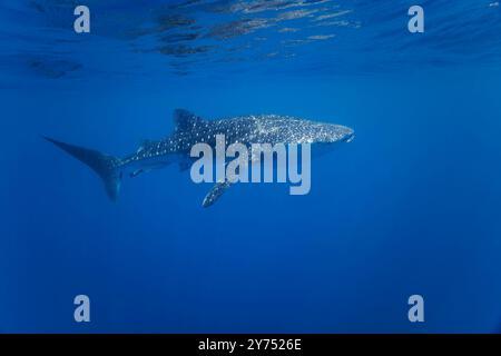 The whale shark, Rhiniodon typus, is the worlds largest species of fish ...