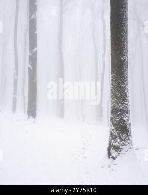 A vertical shot of a mystic foggy forest Stock Photo - Alamy