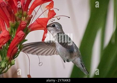 Hummingbird located in Palm Springs, Southern California Stock Photo ...