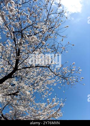 Cherry bloosom, blooming cherry trees on blue sky background, Sakura ...