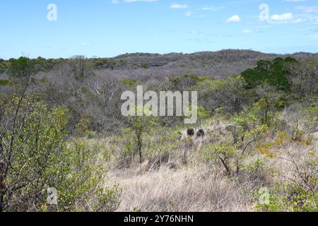 Ankarana Special Reserve is a dry deciduous forest with many endemic ...