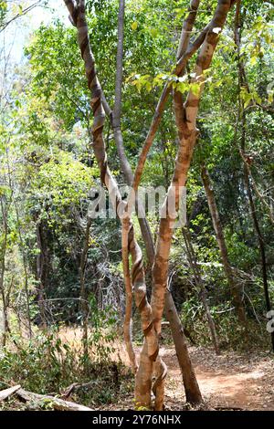 Ankarana Special Reserve is a dry deciduous forest with many endemic ...