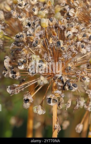 the dry capsules with the black seeds of allium Stock Photo - Alamy