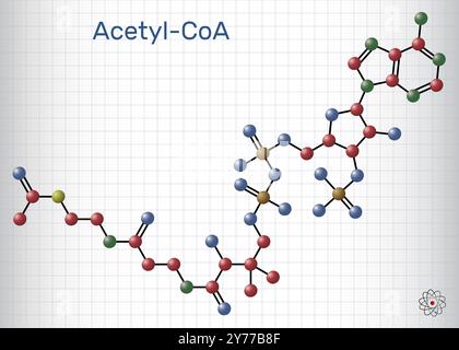 Acetyl-CoA, acetyl coenzyme A molecule model. Key coenzyme in fatty ...