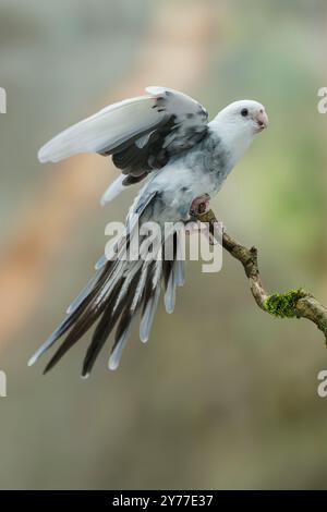crimson rosella in pied blue mutation, Platycercus elegans Stock Photo ...