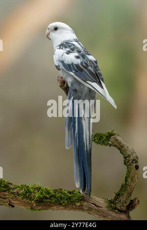 crimson rosella in pied blue mutation, Platycercus elegans Stock Photo ...