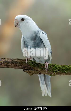 crimson rosella in pied blue mutation, Platycercus elegans Stock Photo ...