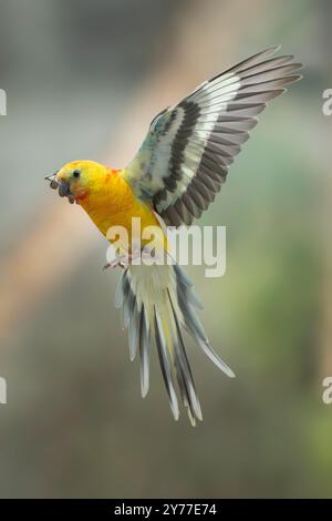 Red rumped Parakeet Psephotus haematonotus Stock Photo - Alamy