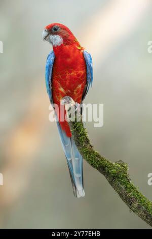 eastern rosella opaline mutation, Platycercus eximius Stock Photo - Alamy