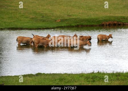 Female Père David's Deer, Elaphurus davidianus, Cervidae. China Stock ...